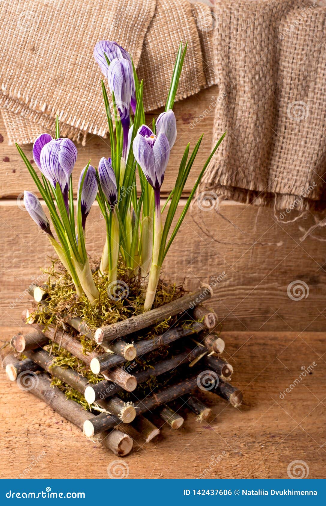 Spring Crocus flowers stock photo. Image of card, holiday - 142437606