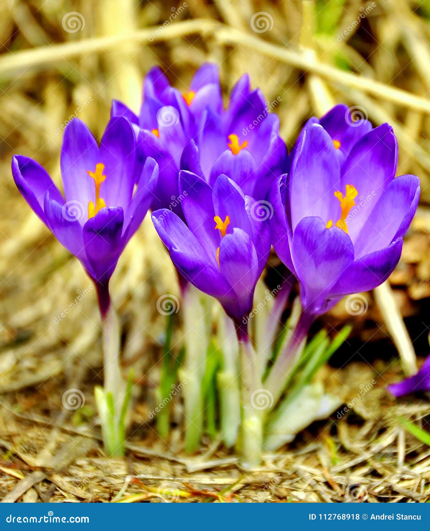 Spring crocus flowers stock photo. Image of crocuses - 112768918