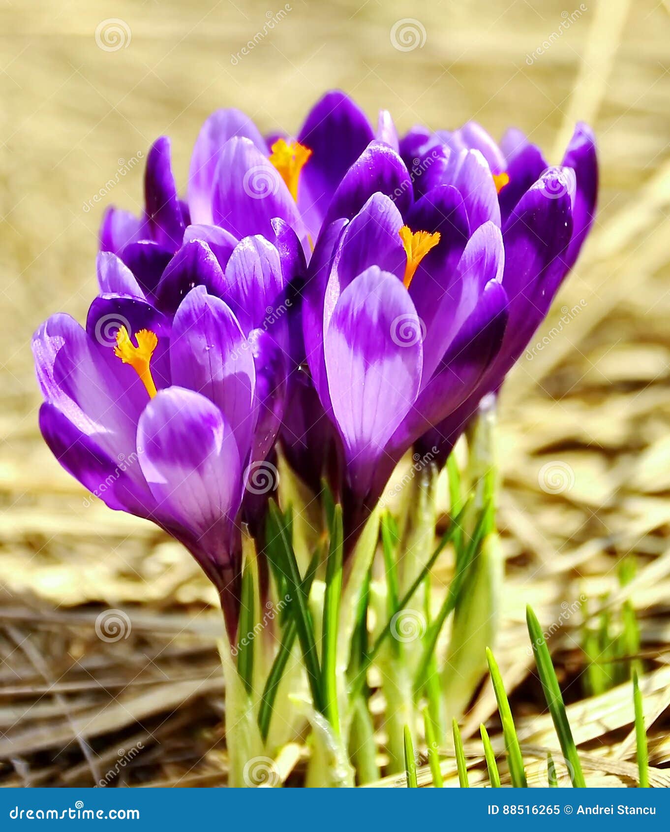 Spring crocus flowers stock image. Image of saffron, wild - 88516265