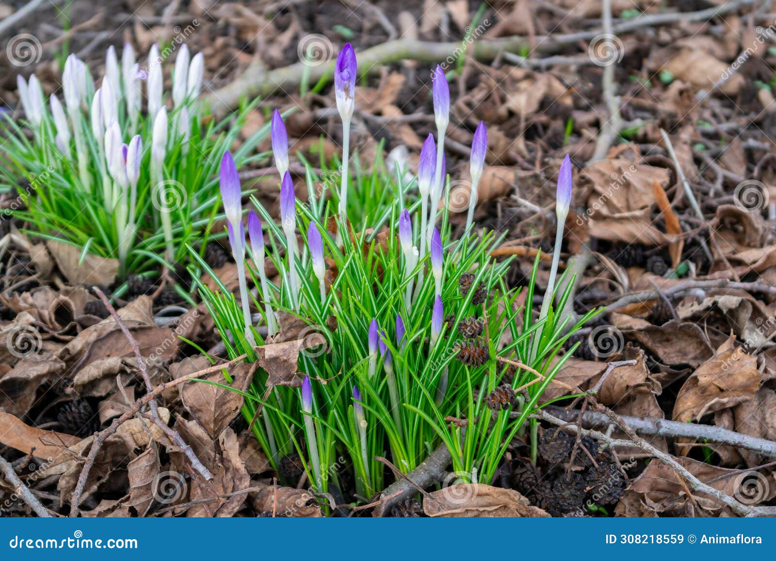 Spring Crocus Flowers in a Bed with Old Leaves Stock Image - Image of ...