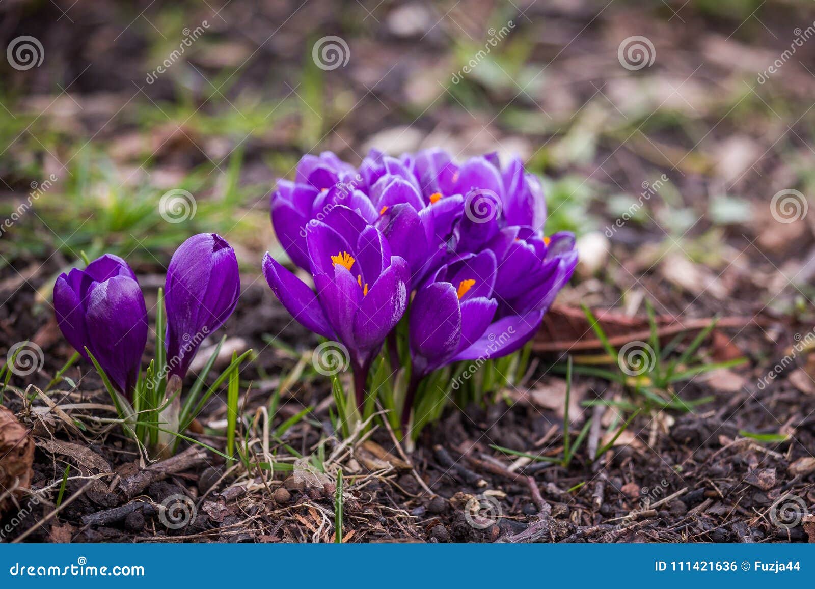 Spring crocus flowers stock photo. Image of easter, closeup - 111421636