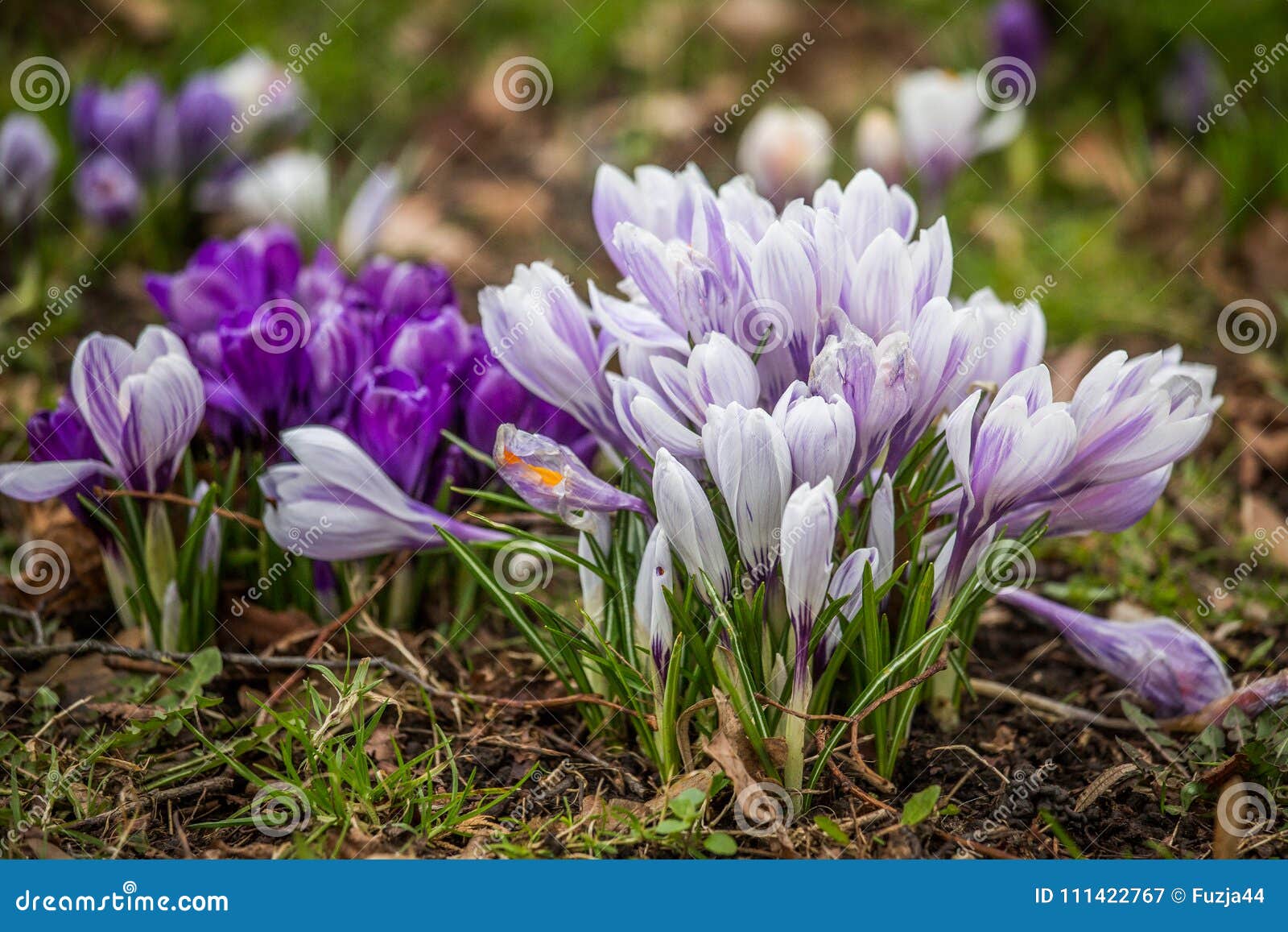 Spring crocus flowers stock image. Image of flowers - 111422767