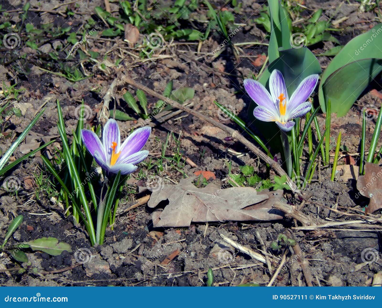 Spring crocus flowers stock image. Image of leaf, flowers - 90527111
