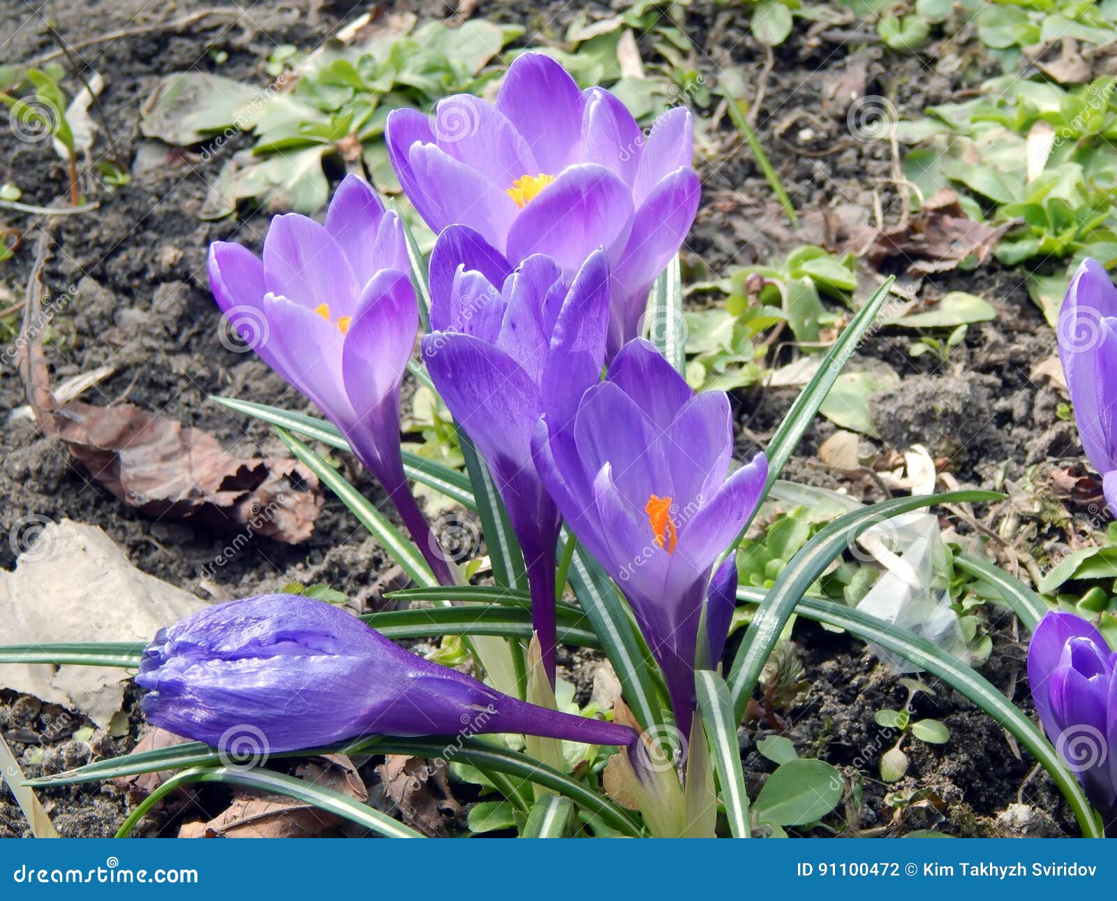 Spring crocus flowers stock photo. Image of closeup, blooming - 91100472