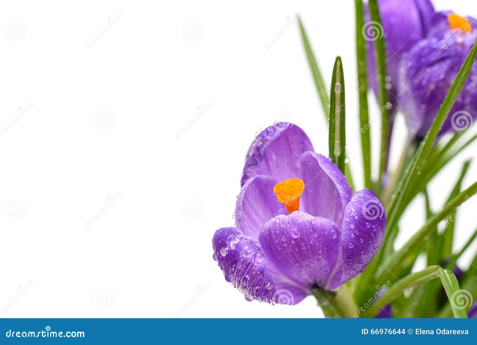 Spring Crocus Flowers with Drops of Water Stock Photo - Image of leaves ...