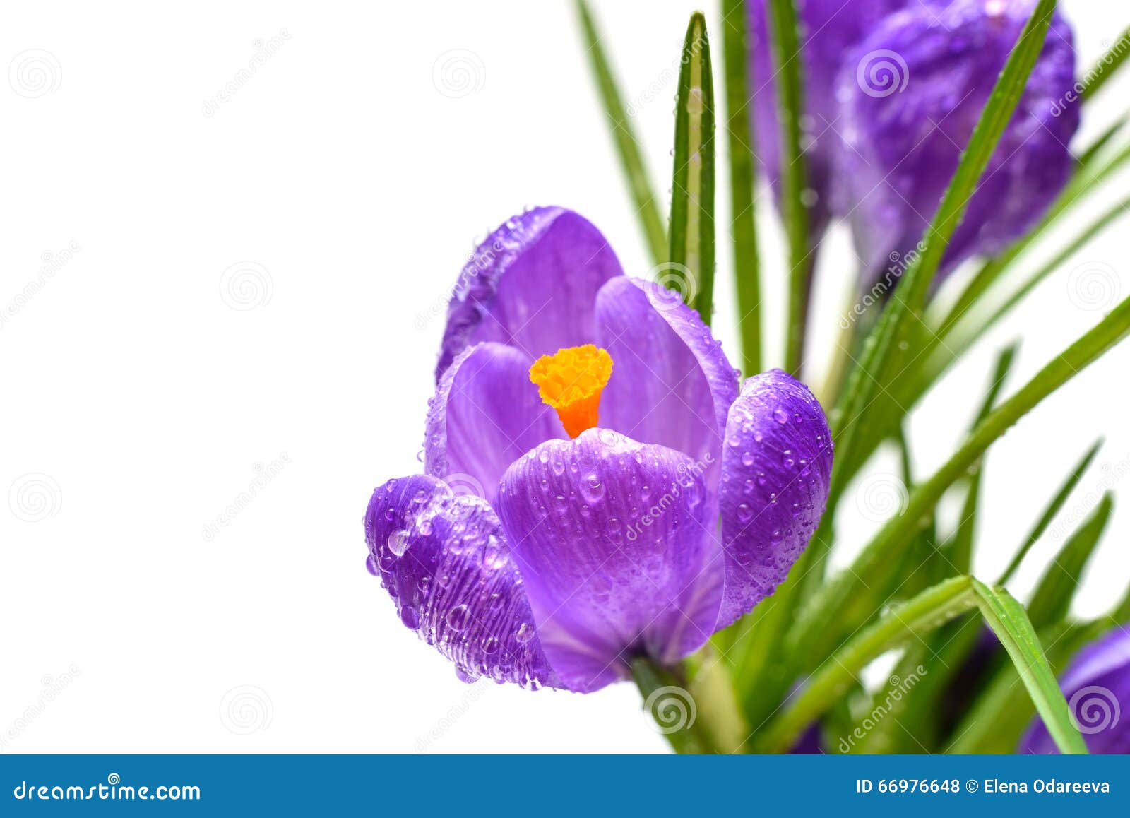 Spring Crocus Flowers with Drops of Water Stock Photo - Image of bloom ...