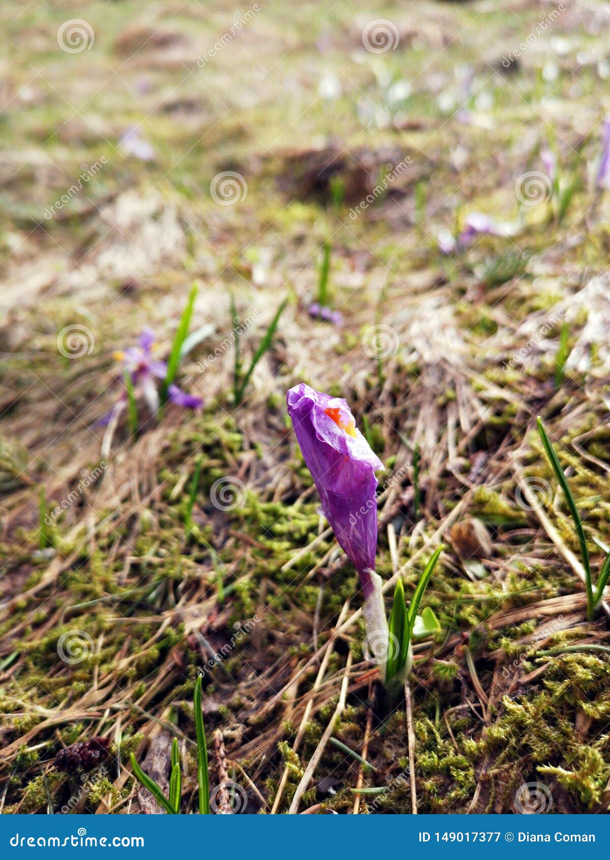 Spring Crocus Flowers in the Forest Stock Image - Image of backyard ...