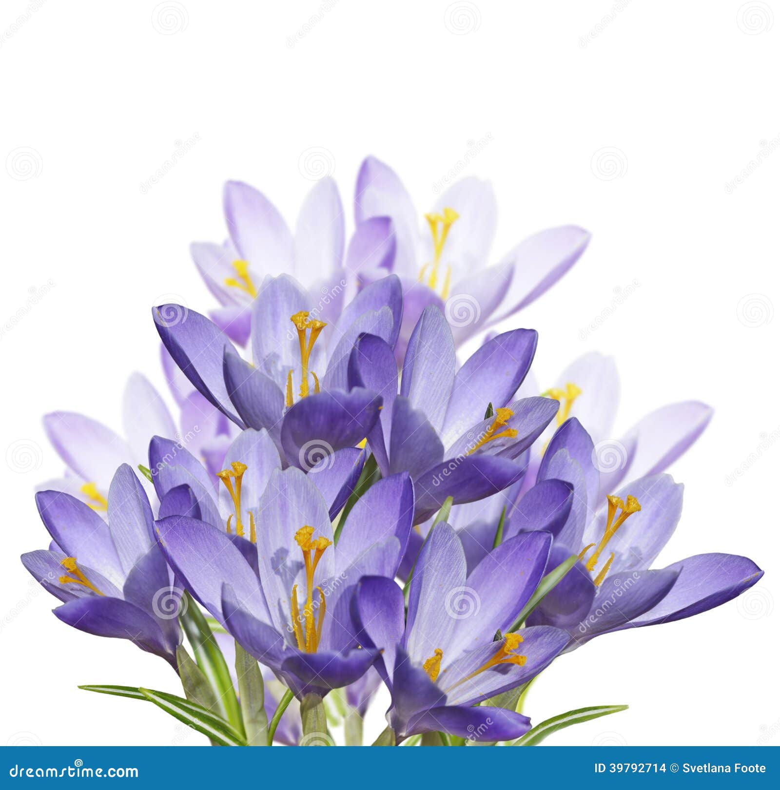 Spring Crocus Flowers stock photo. Image of isolated - 39792714