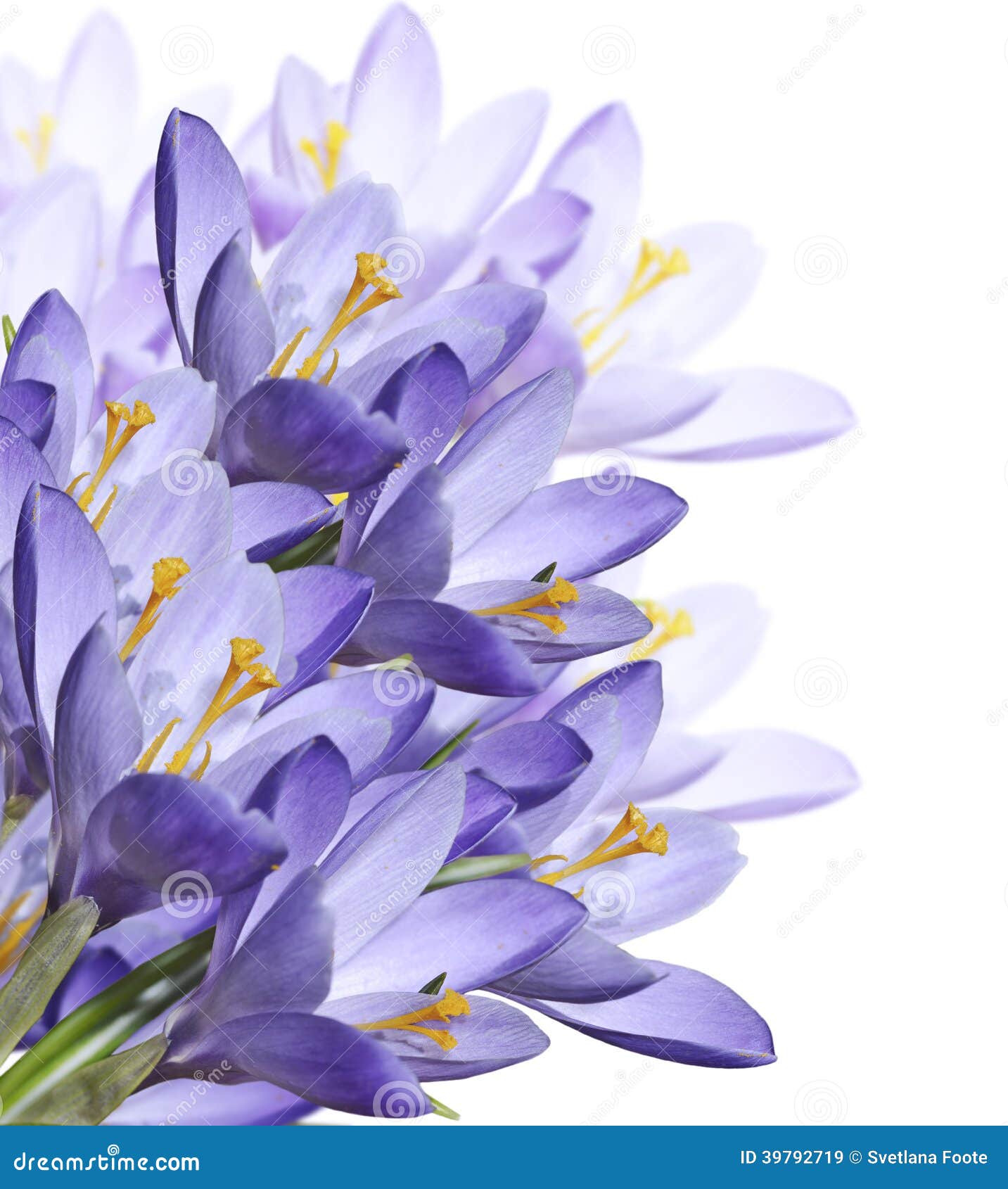 Spring Crocus Flowers stock image. Image of white, floral - 39792719
