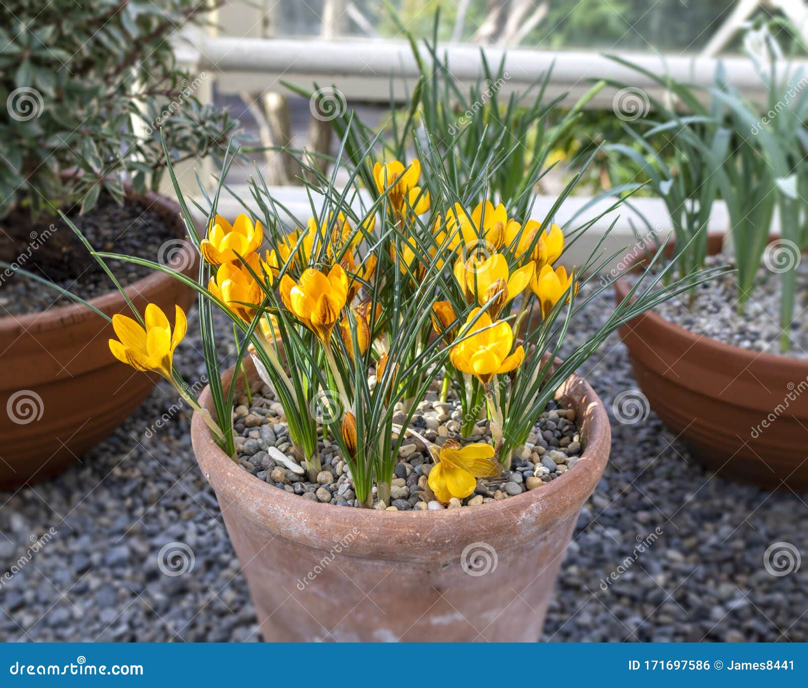 Crocus stock photo. Image of colorful, blossom, nature - 171697586