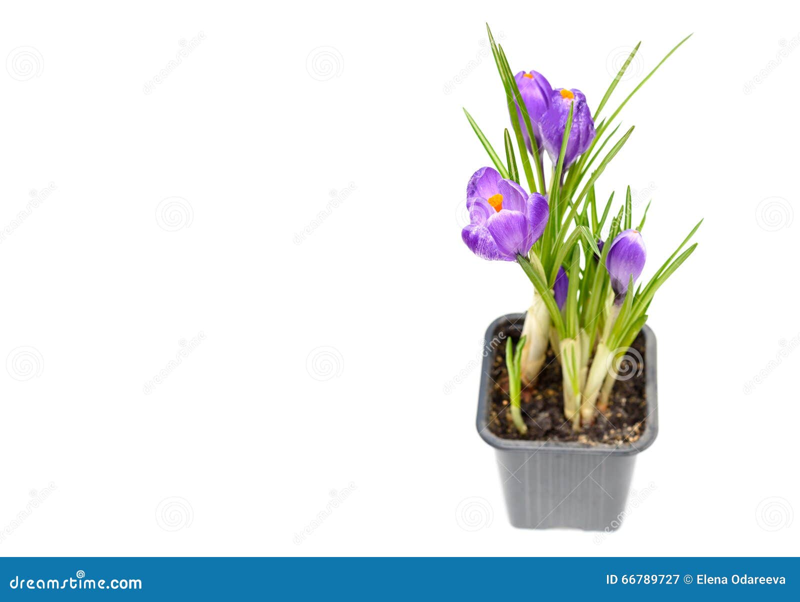 Spring Crocus Flowers in Pot Stock Image - Image of natural, leaves ...