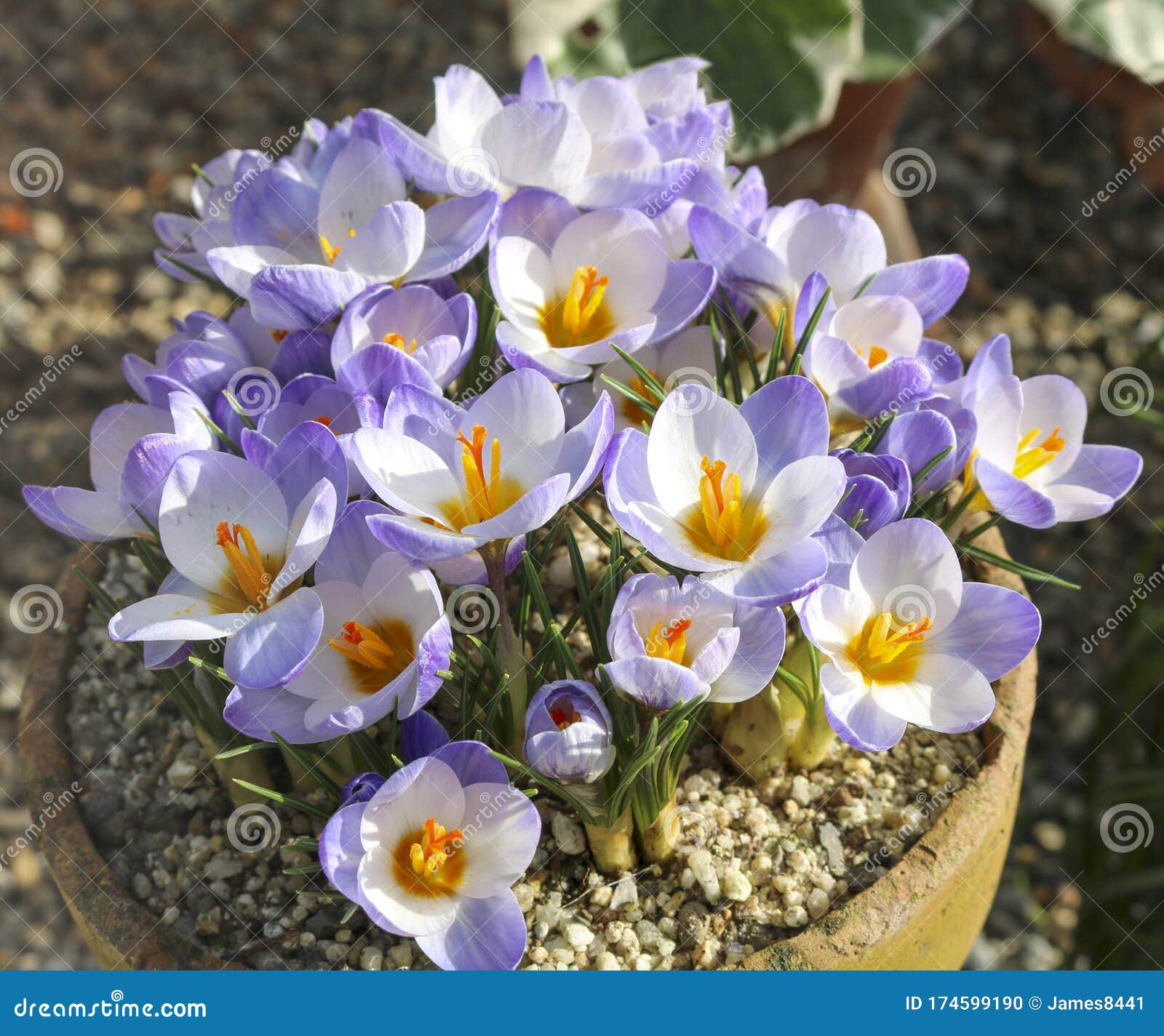 Spring Crocus Flowers in Pot Stock Photo - Image of pink, crocus: 174599190
