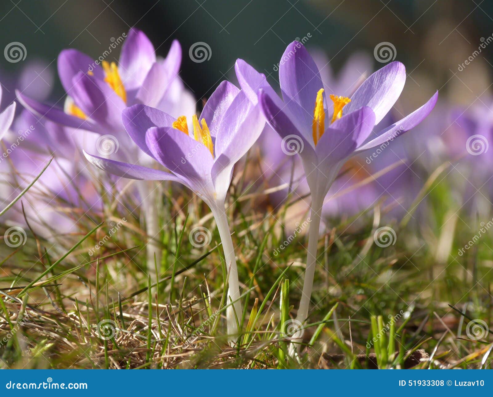 Spring Crocus flowers stock photo. Image of crocus, europe - 51933308
