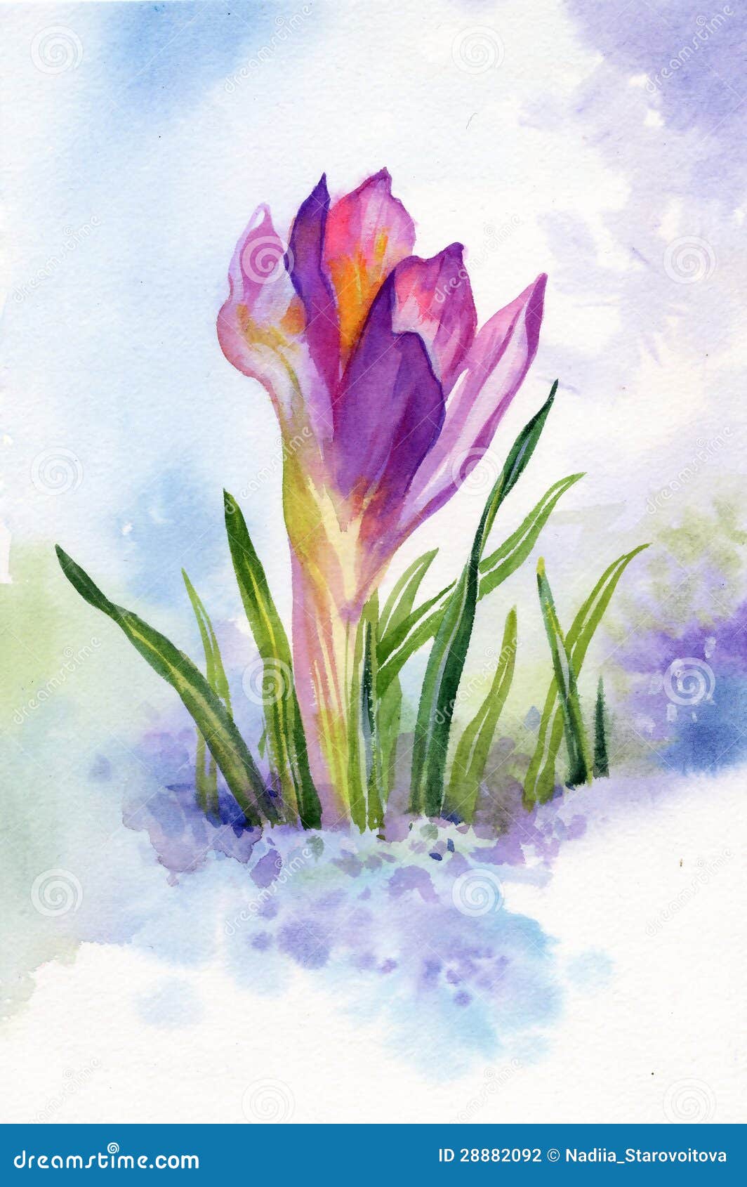 Spring Crocus Flowers in Snow Stock Illustration - Illustration of ...