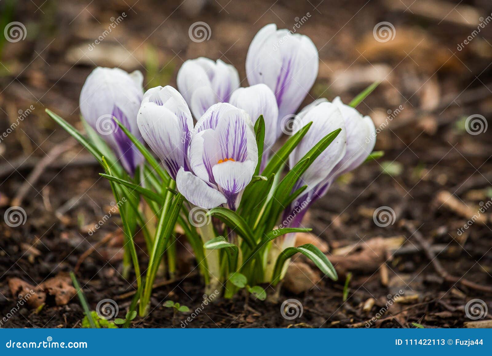 Spring crocus flowers stock image. Image of nature, chrysanthus - 111422113