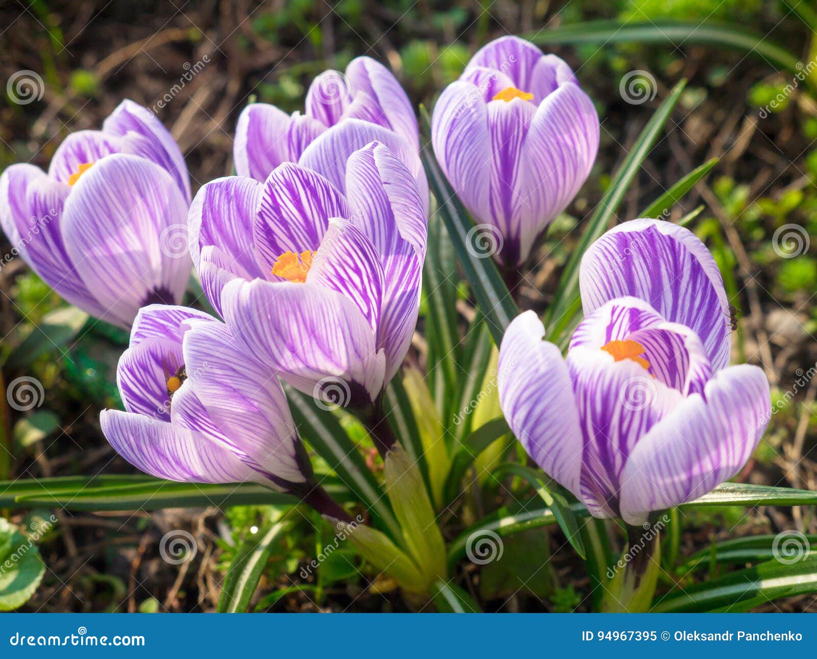 Spring crocus flowers stock image. Image of climate, colorful - 94967395