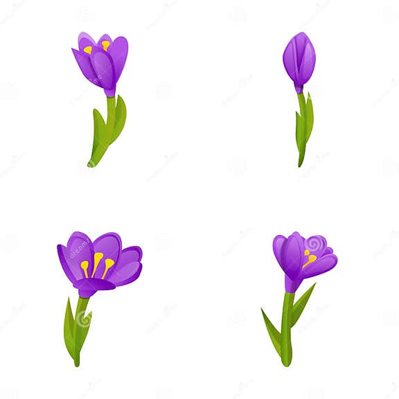 Spring Crocus Icons Set Cartoon Vector. Bright Spring Flower Stock ...
