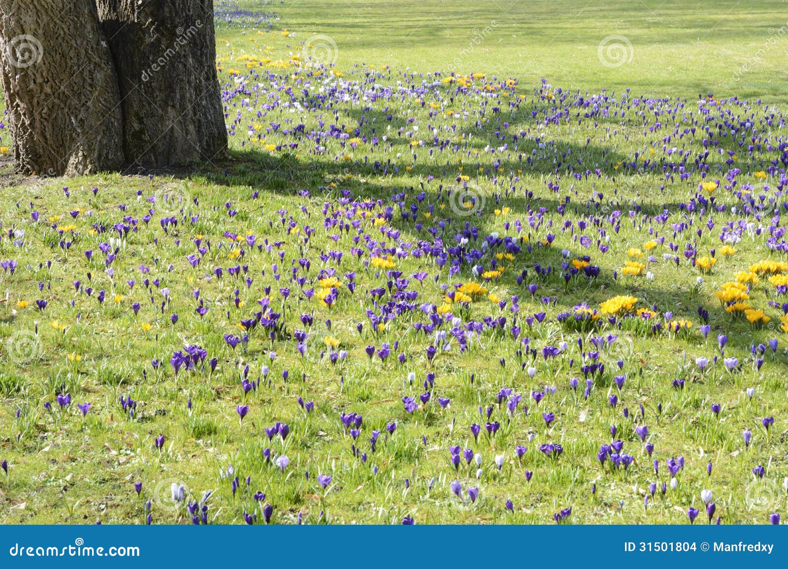 Spring Crocus Meadow stock photo. Image of lawn, park - 31501804
