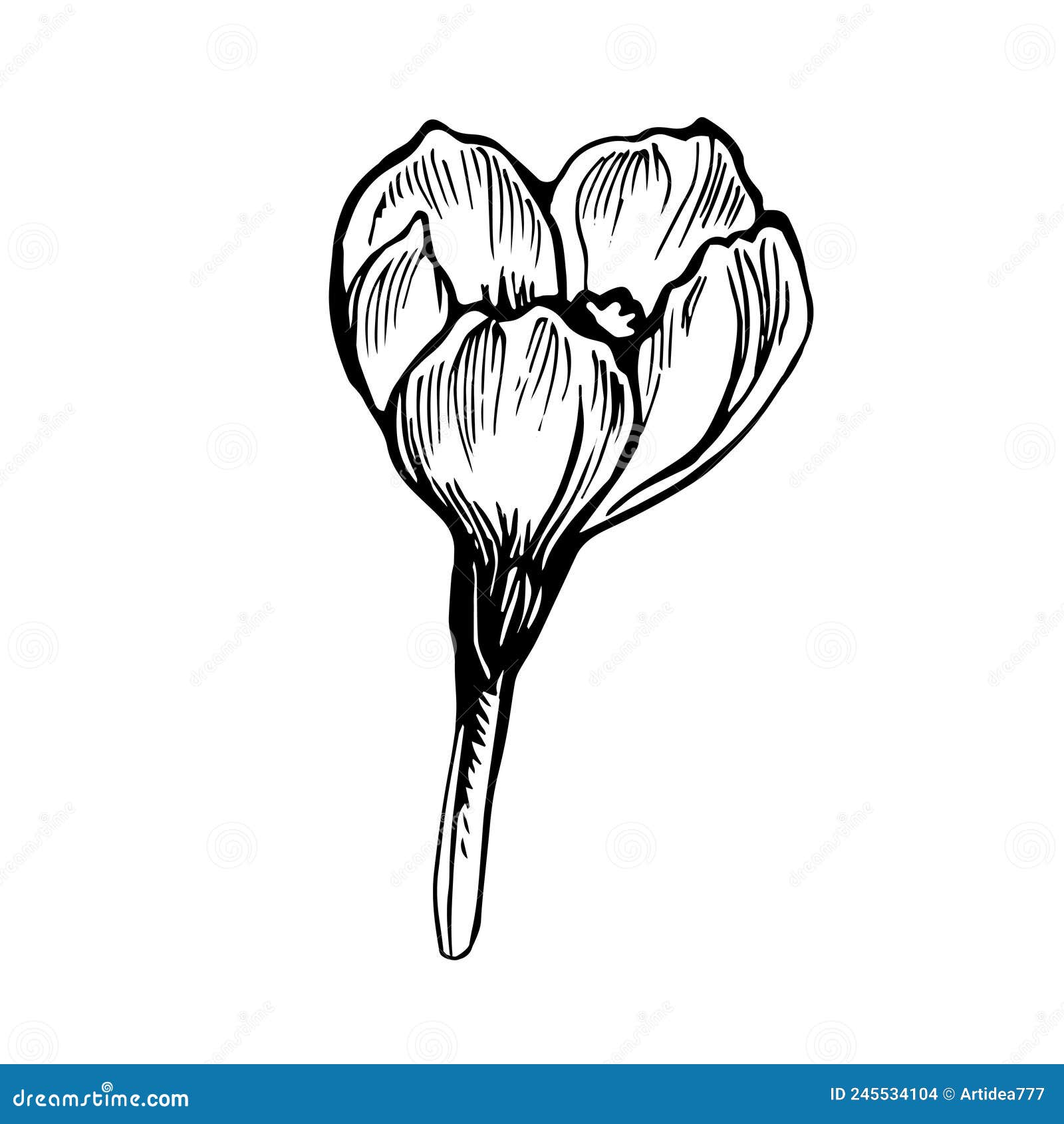 Spring Crocus Outline Flower Drawn by Hand White Isolated. Stock Vector ...