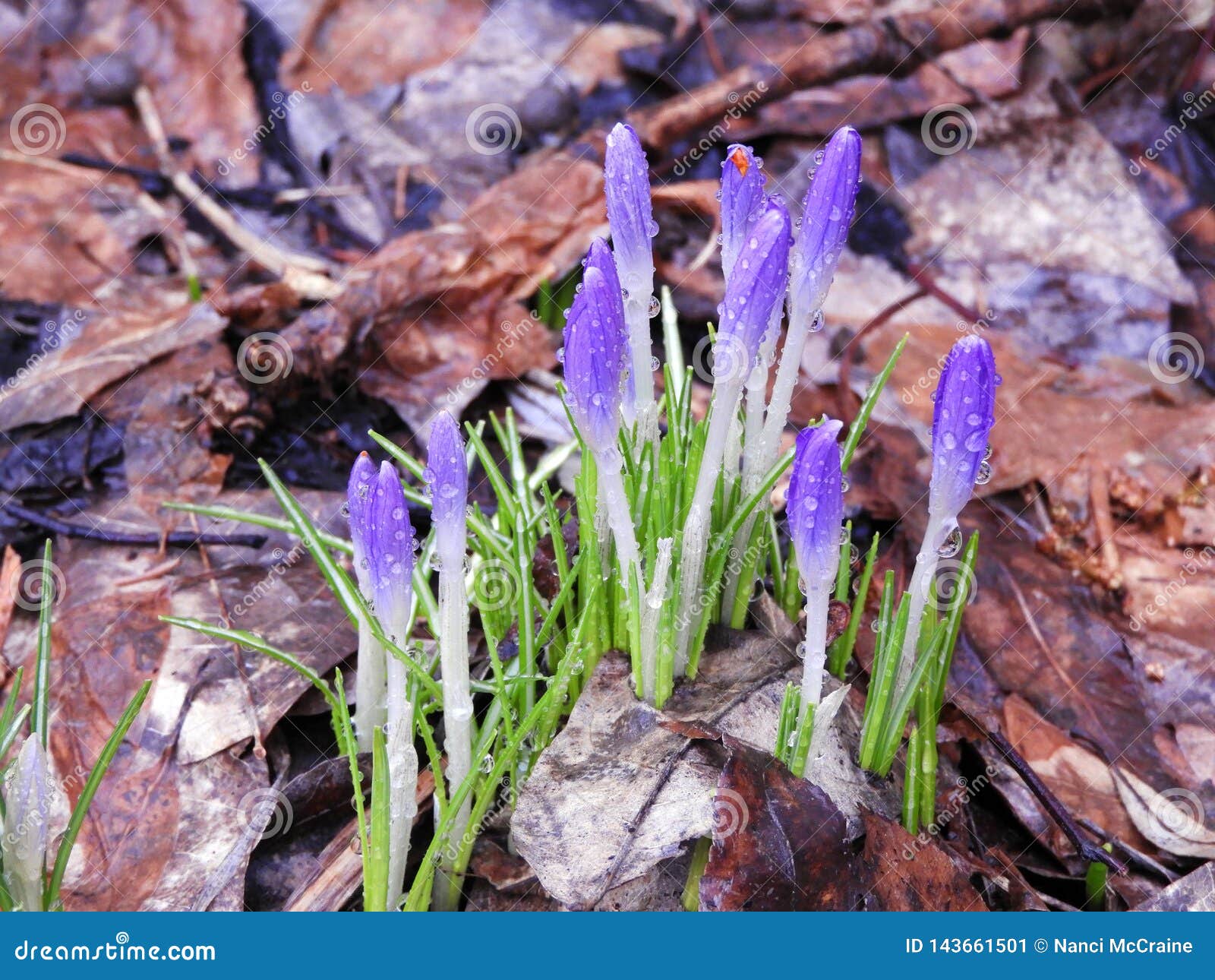 Spring Crocus Pushing through Wet Winter Leaves Stock Image - Image of ...