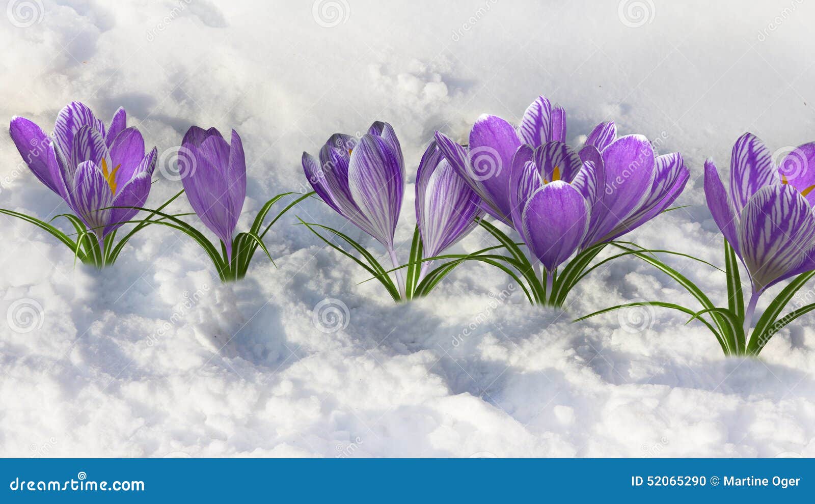 Spring crocus. stock photo. Image of beautiful, fresh - 52065290