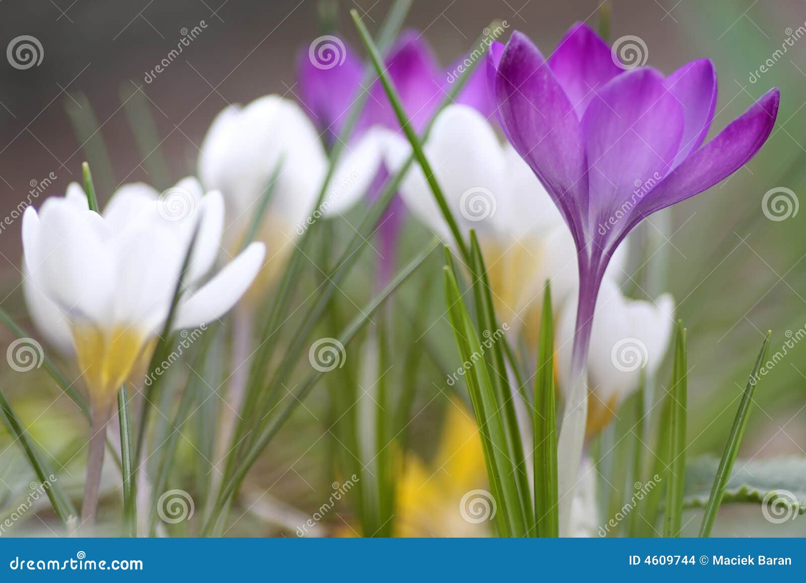 Spring crocuses stock photo. Image of tiny, springtime - 4609744