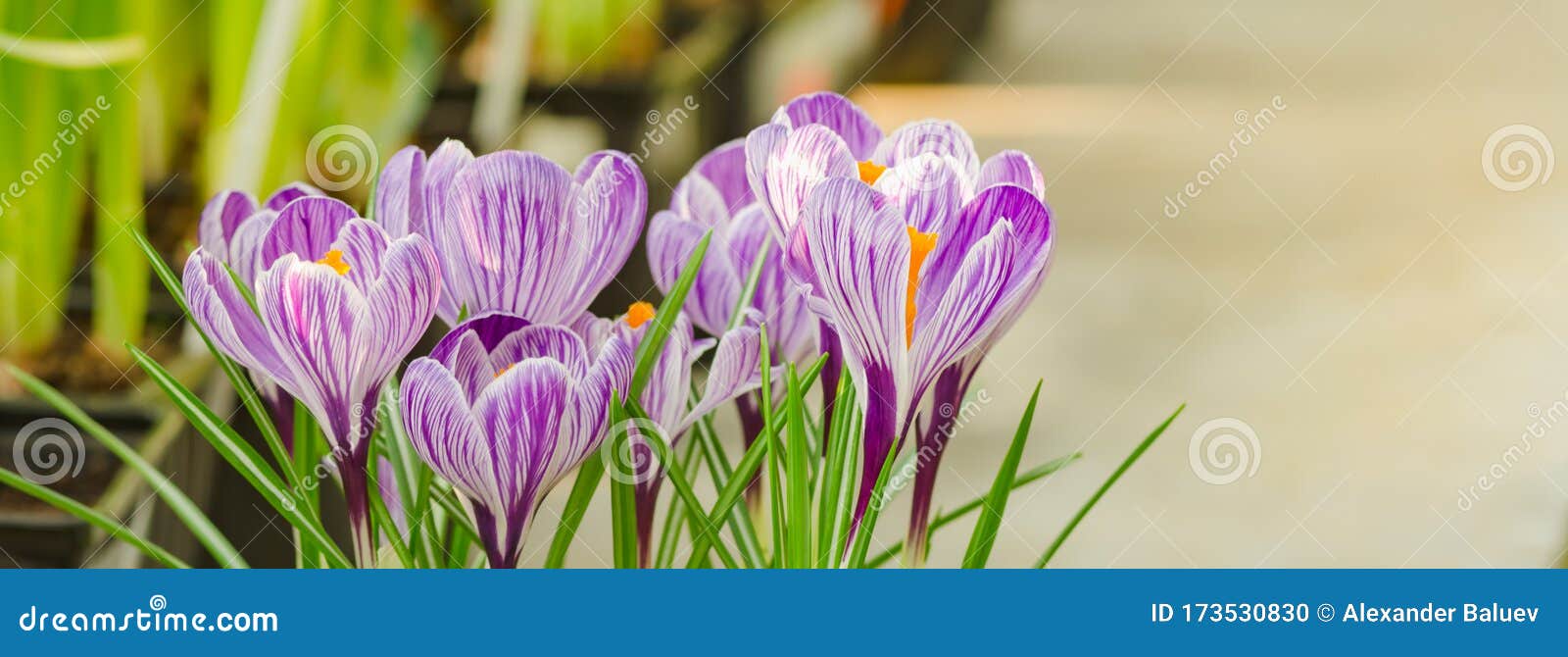 Spring Crocuses for Banner Design Stock Photo - Image of horisontal ...