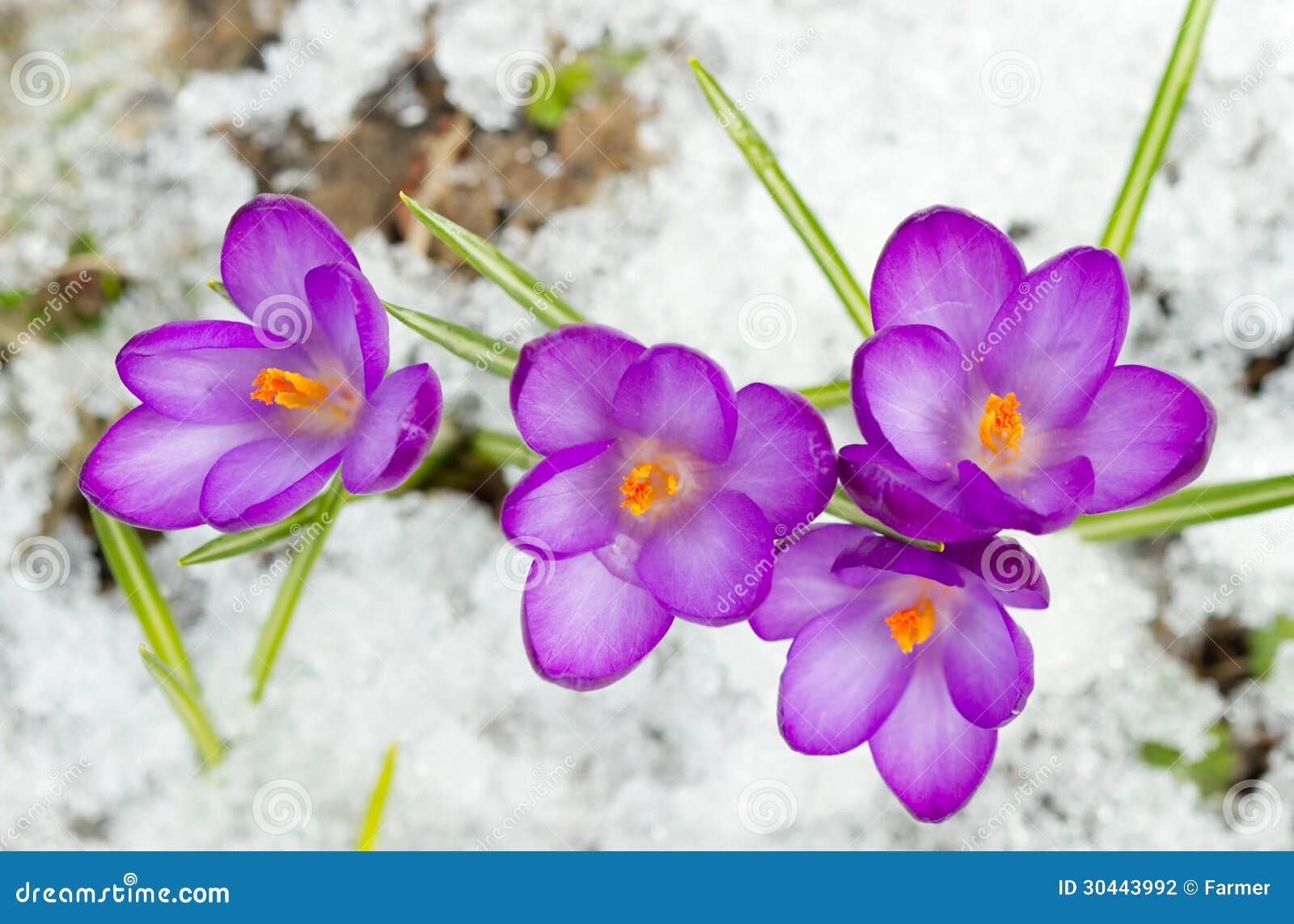 Spring crocuses stock photo. Image of blossom, color - 30443992