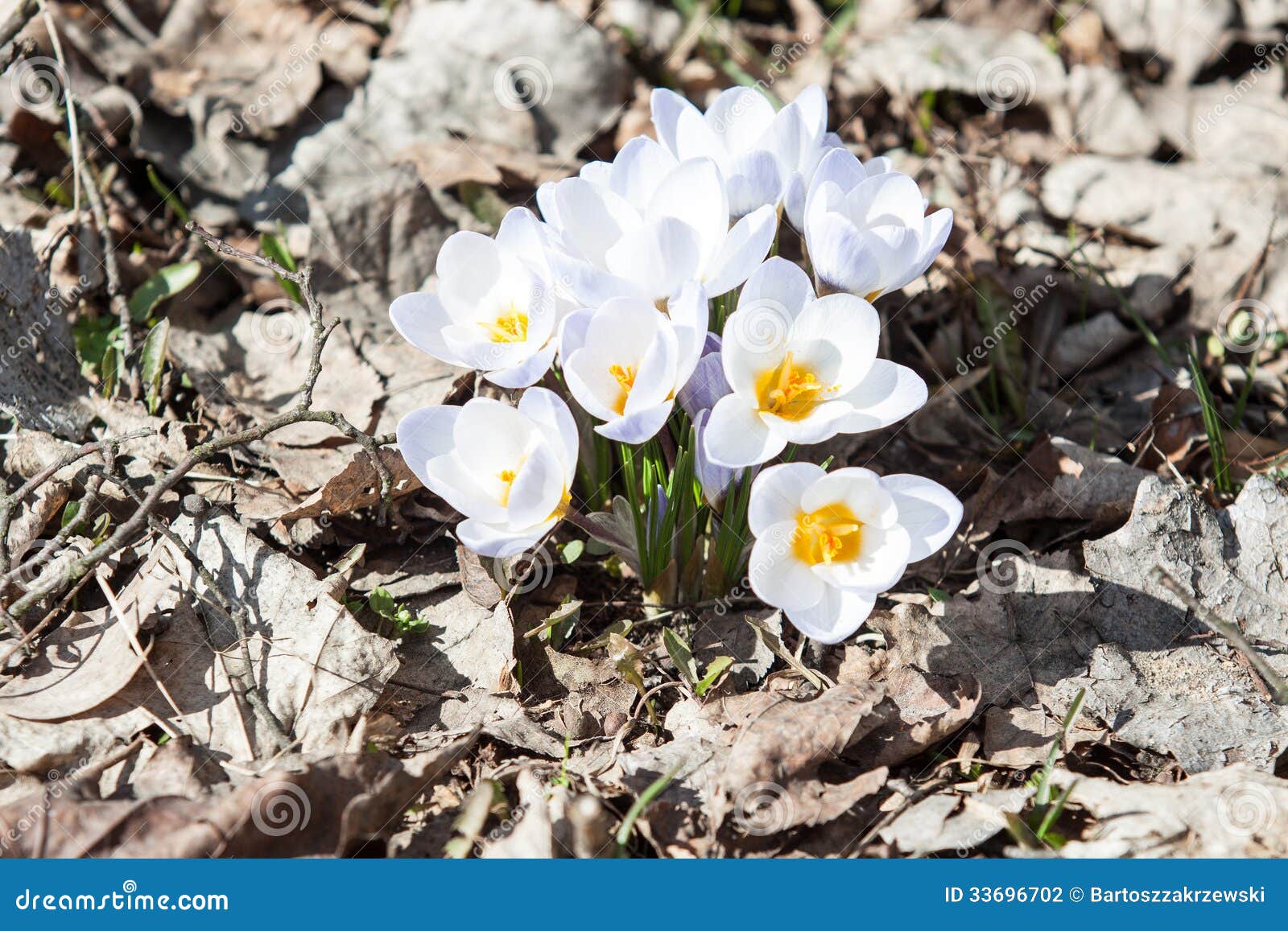 Spring crocuses in bloom stock photo. Image of flower - 33696702