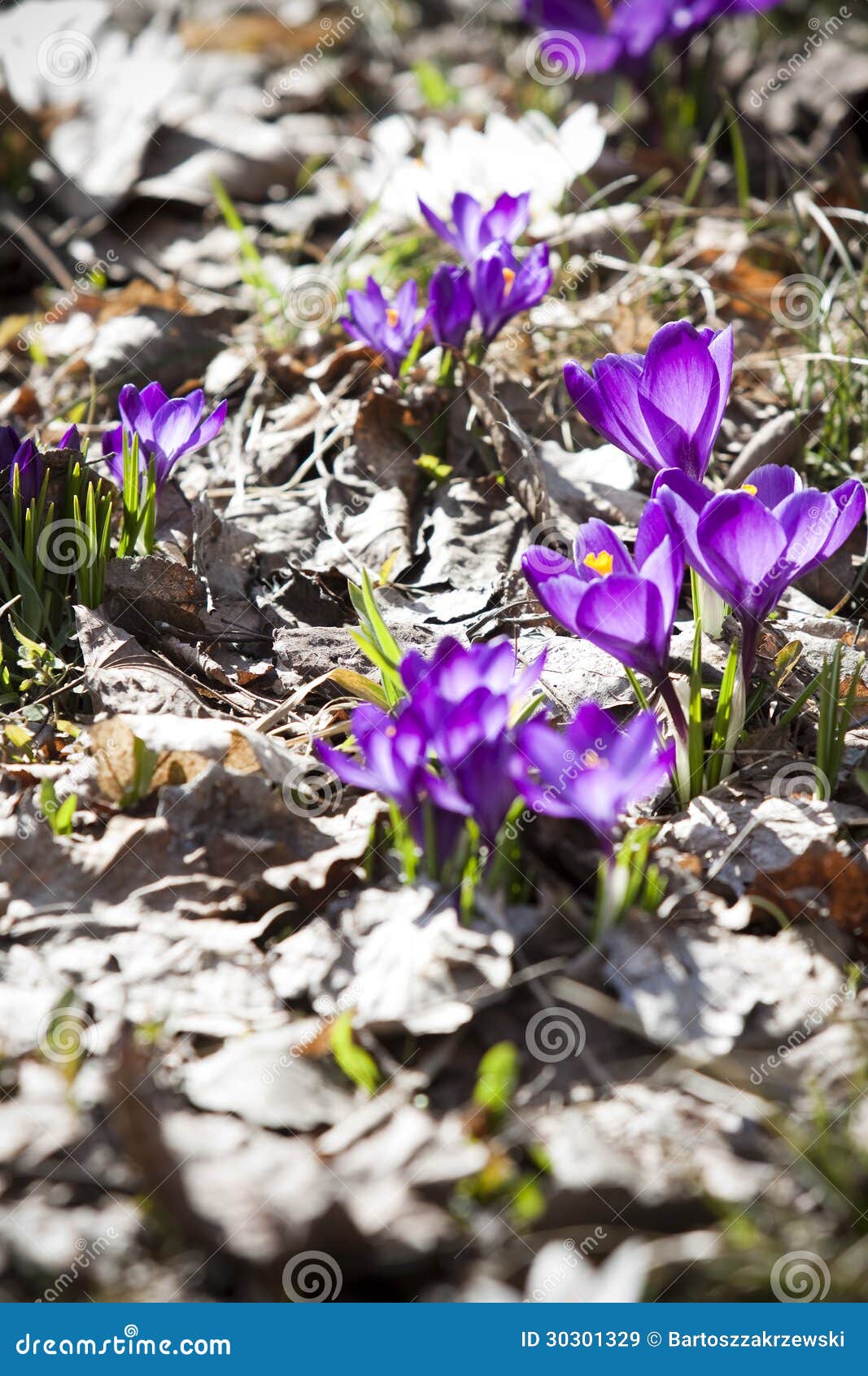 Spring crocuses in bloom stock image. Image of blossom - 30301329