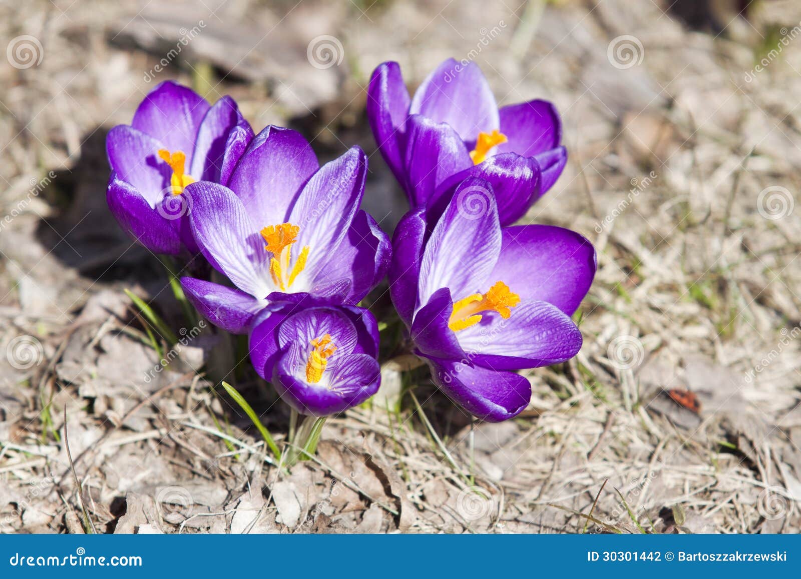 Spring crocuses in bloom stock photo. Image of closeup - 30301442