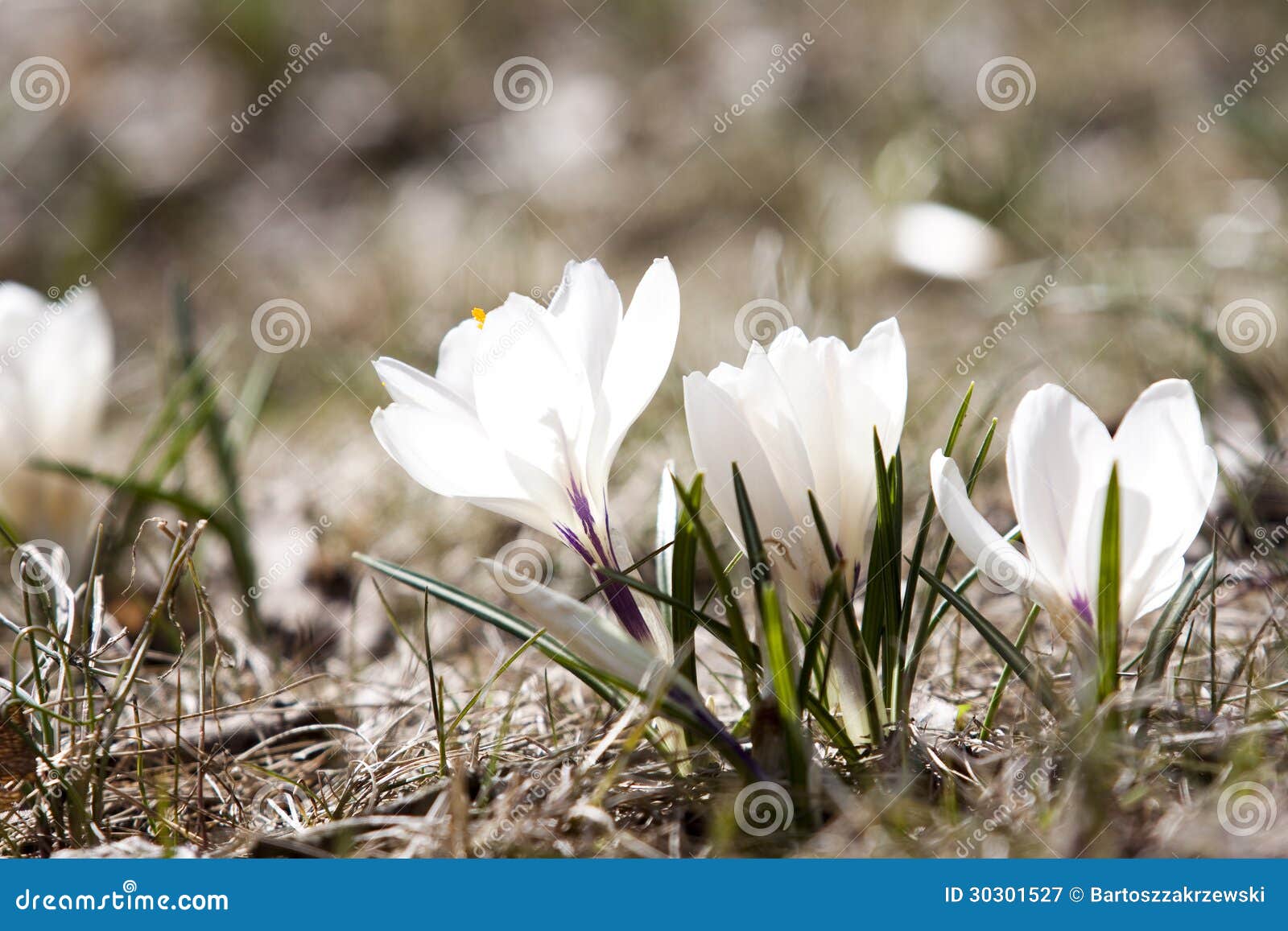 Spring crocuses in bloom stock image. Image of plant - 30301527