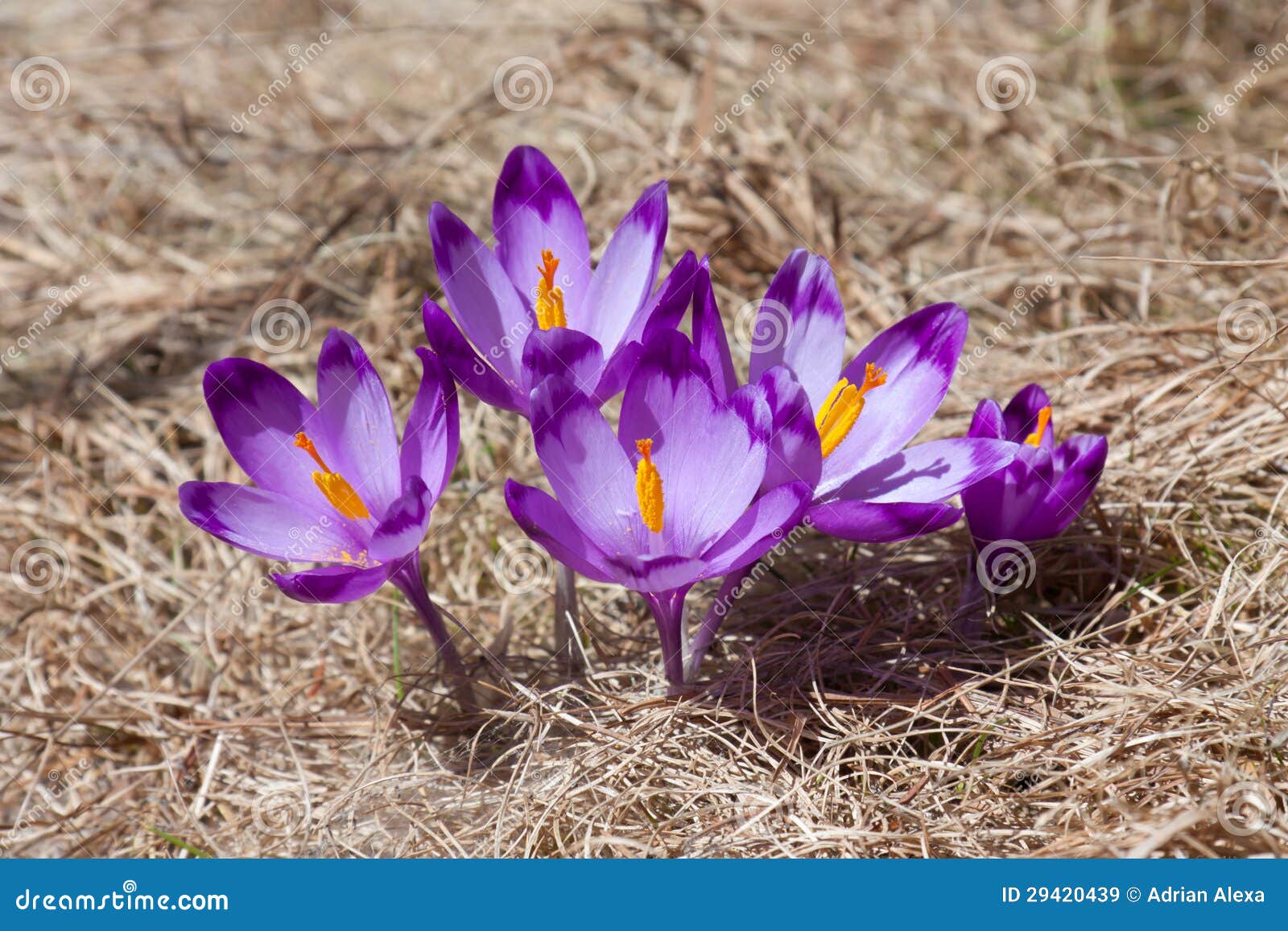 Spring Crocuses Bouquet stock image. Image of meadow - 29420439