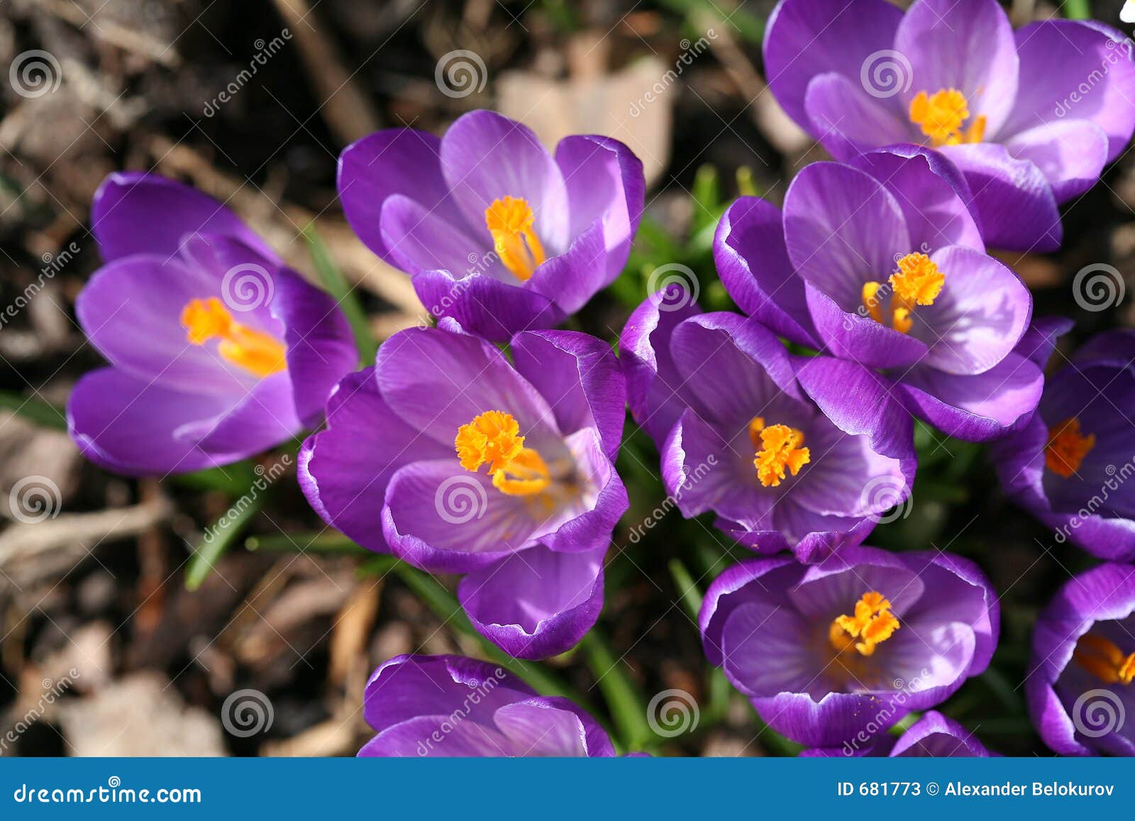 Spring crocuses closeup stock image. Image of fine, bright - 681773
