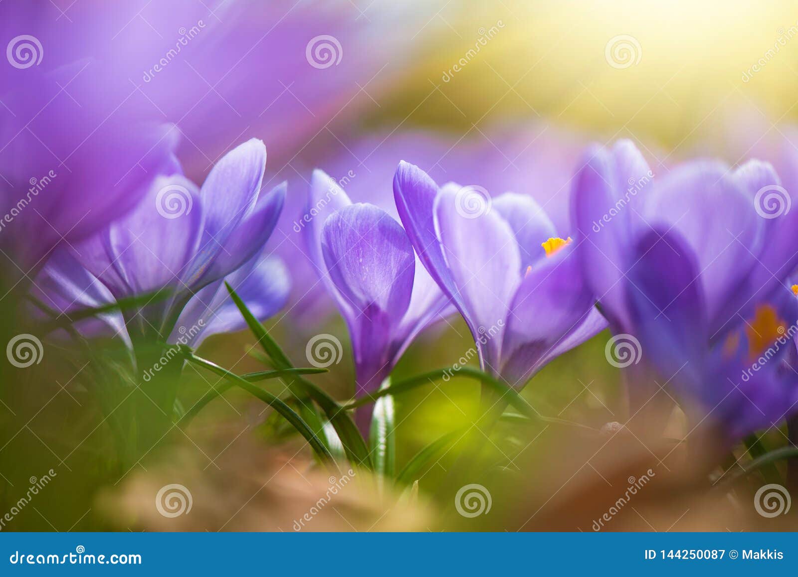 Spring Crocuses, Crocus Vernus Remembrance, in the Garden Stock Image ...