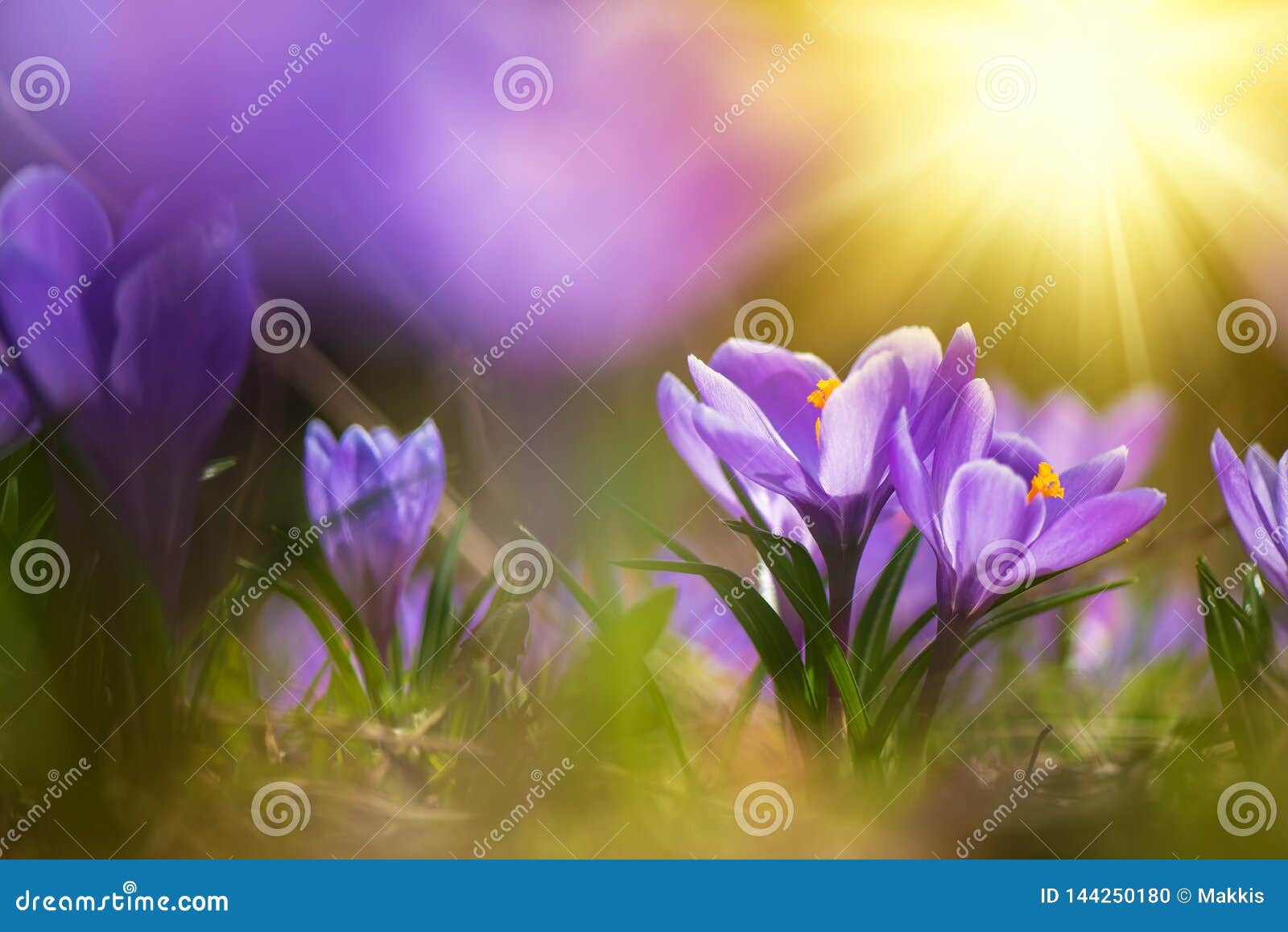 Spring Crocuses, Crocus Vernus Remembrance, in the Garden Stock Photo ...