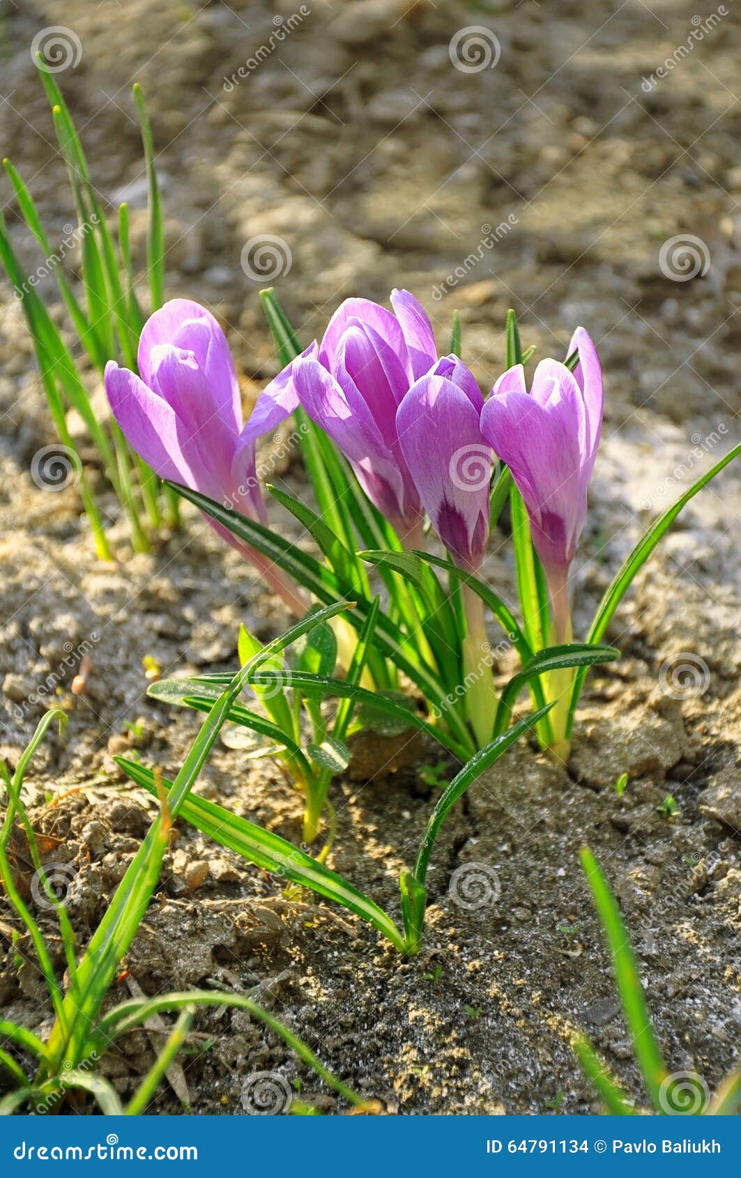 Spring crocuses on ground stock photo. Image of february - 64791134