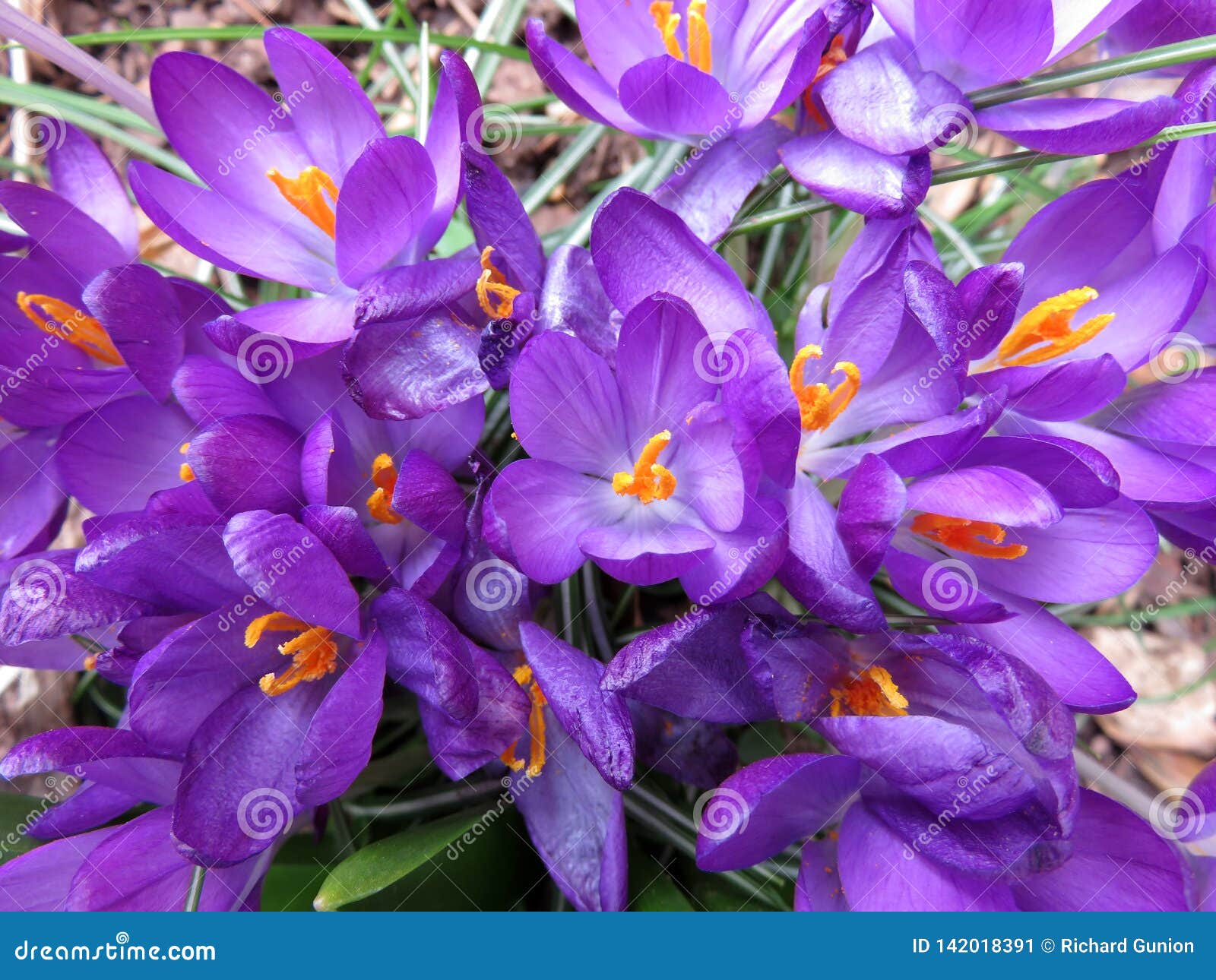 Spring Crocuses in Mid March Stock Image - Image of spring, blossoms ...