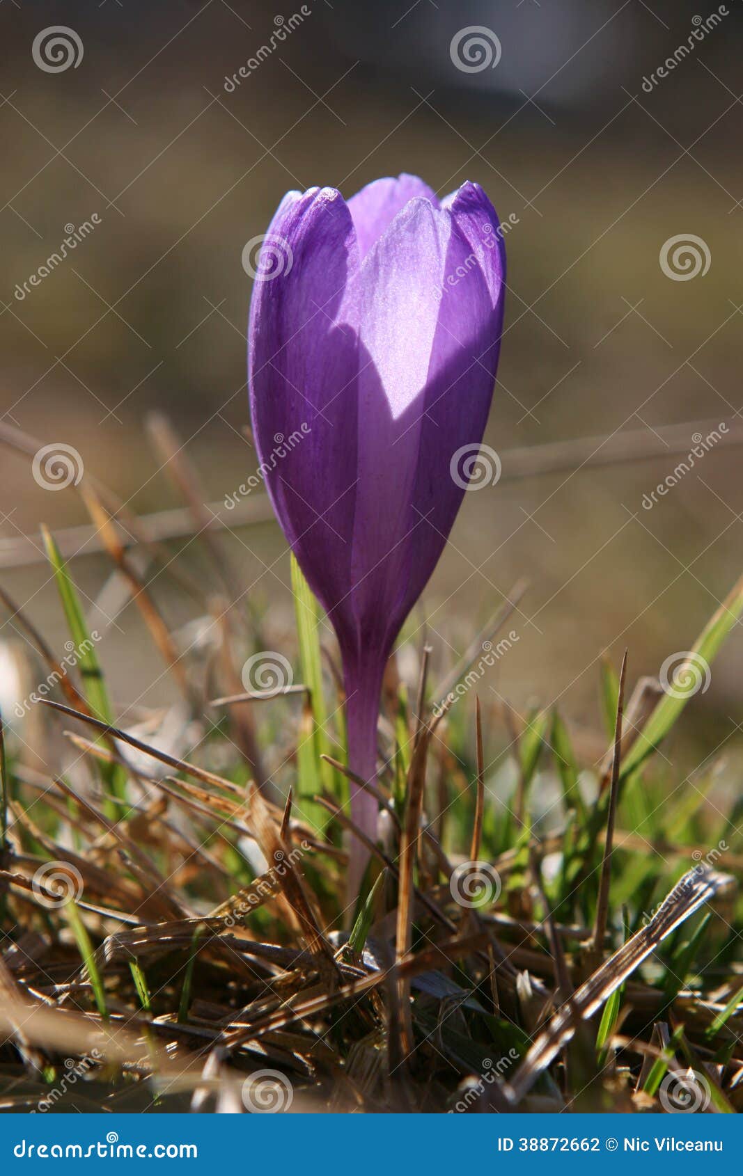 Spring stock photo. Image of sunlight, grass, mountain - 38872662