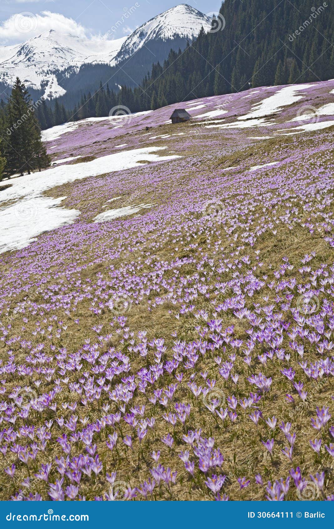 Spring Crocuses in Mountains Stock Image - Image of covered, field ...