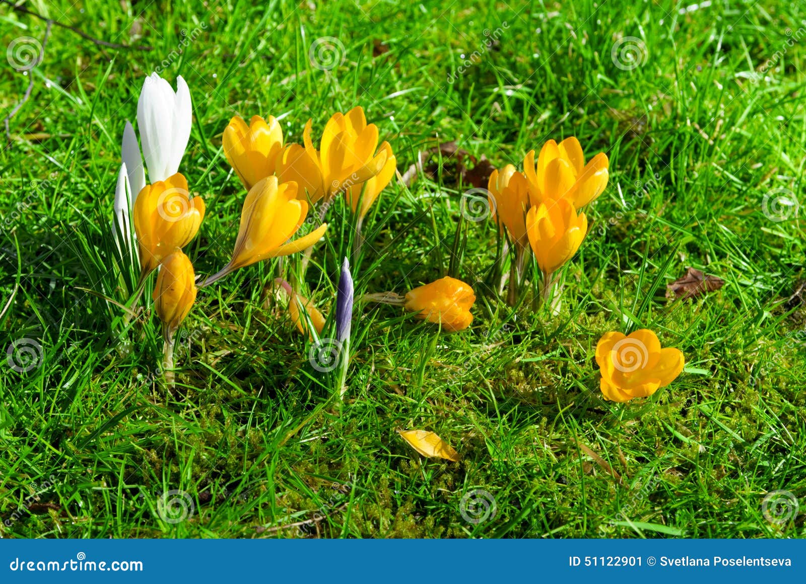 Spring crocuses stock image. Image of flower, yellow - 51122901