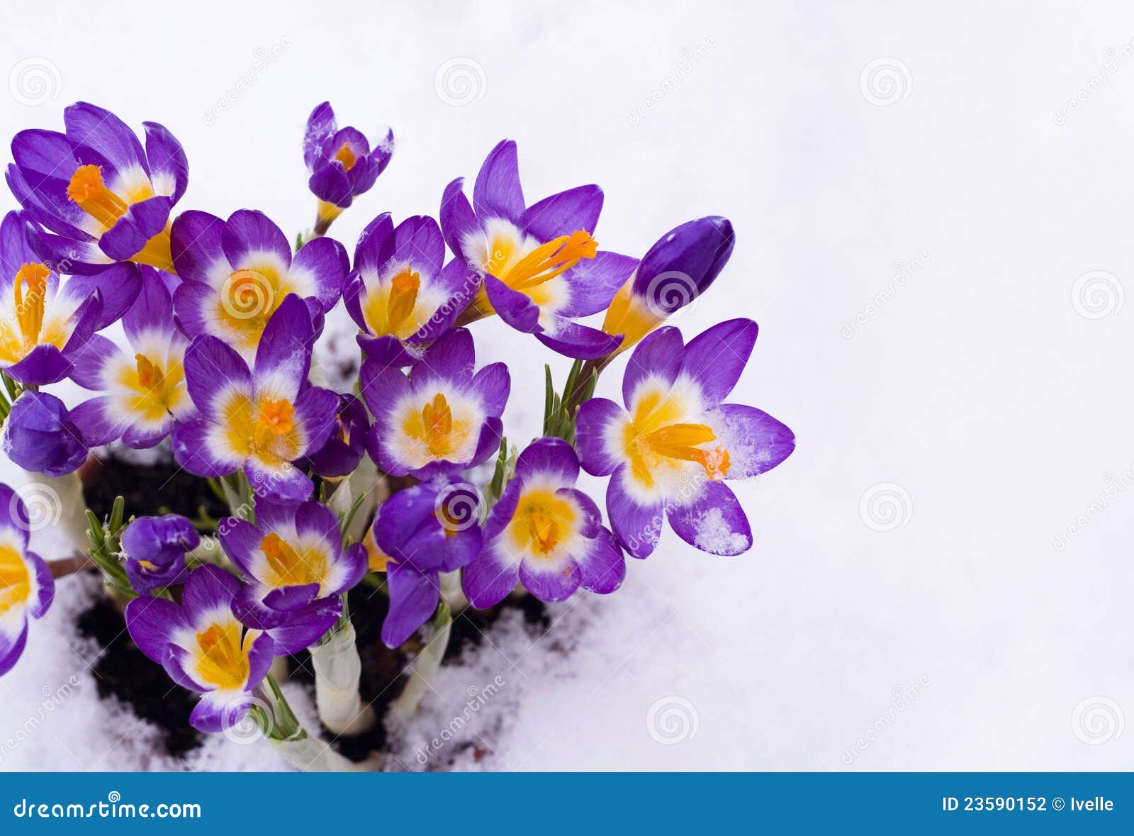 Spring Crocuses in snow stock photo. Image of early, plant - 23590152