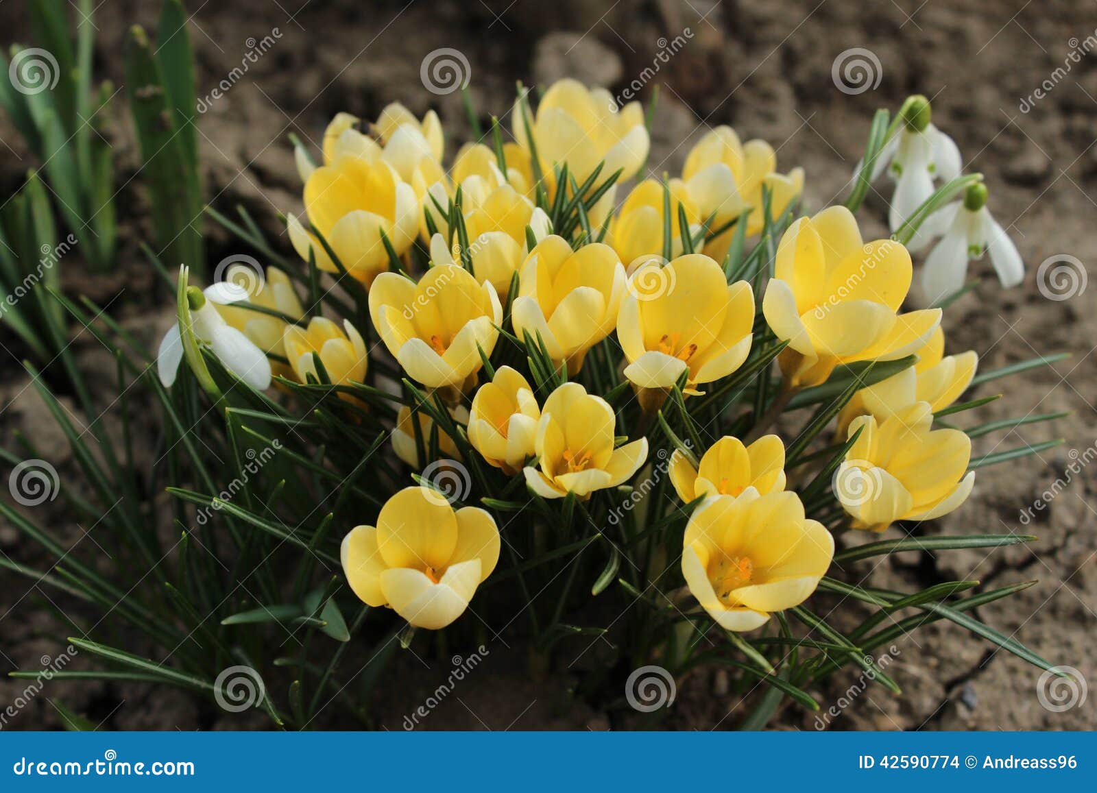 Spring Crocuses and Snowdrops Stock Photo - Image of garden, crocuses ...