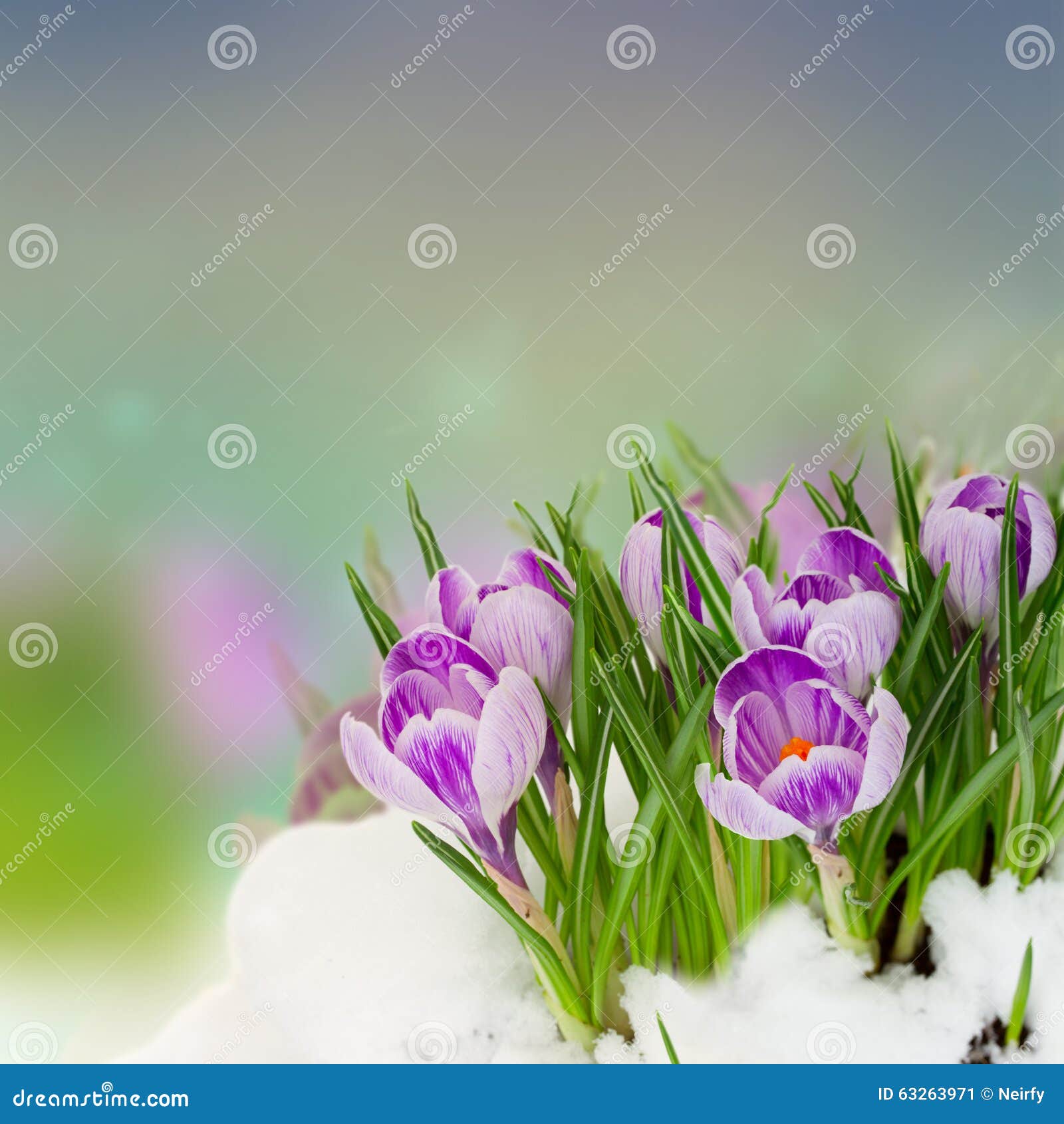 Spring crocuses under snow stock image. Image of fresh - 63263971