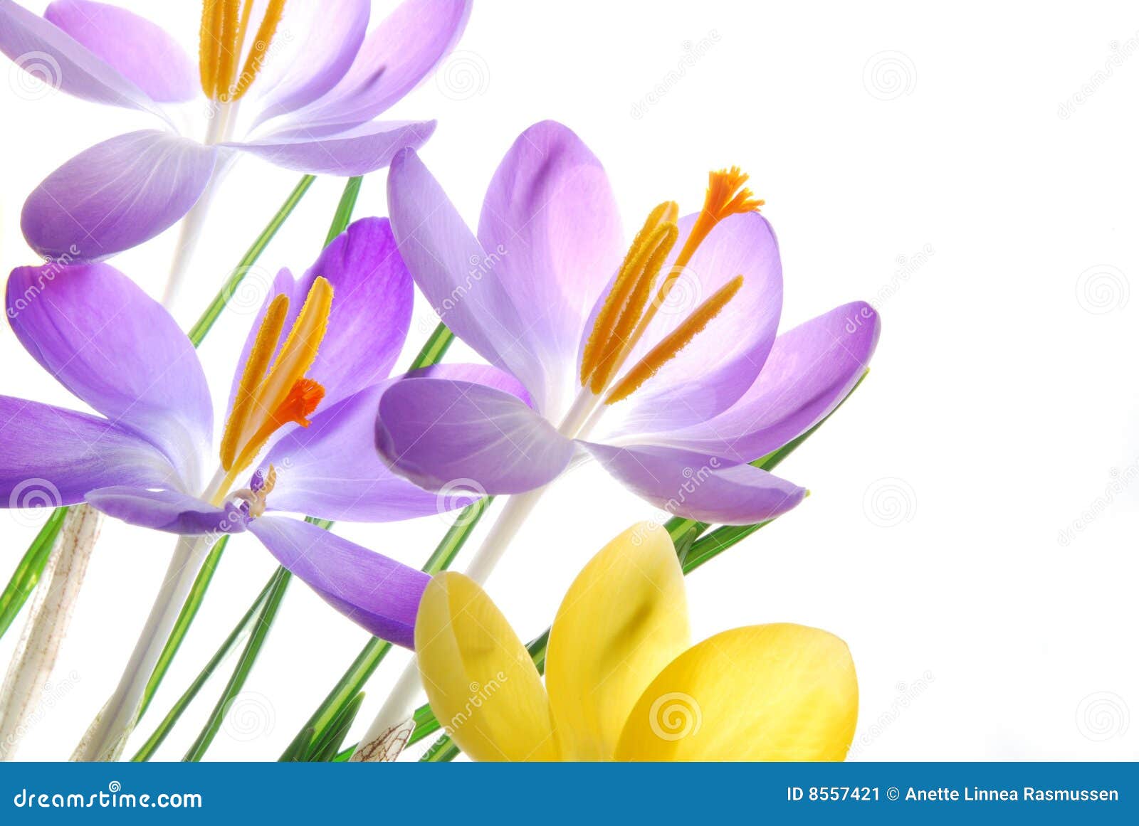 Spring Crocuses in Vibrant Colors Stock Image - Image of flower, light ...