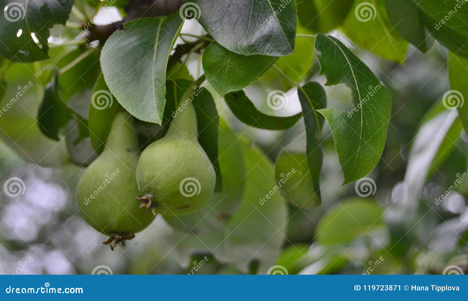 Spring Crop of Pears. South Bohemia Stock Image - Image of diet, stem ...