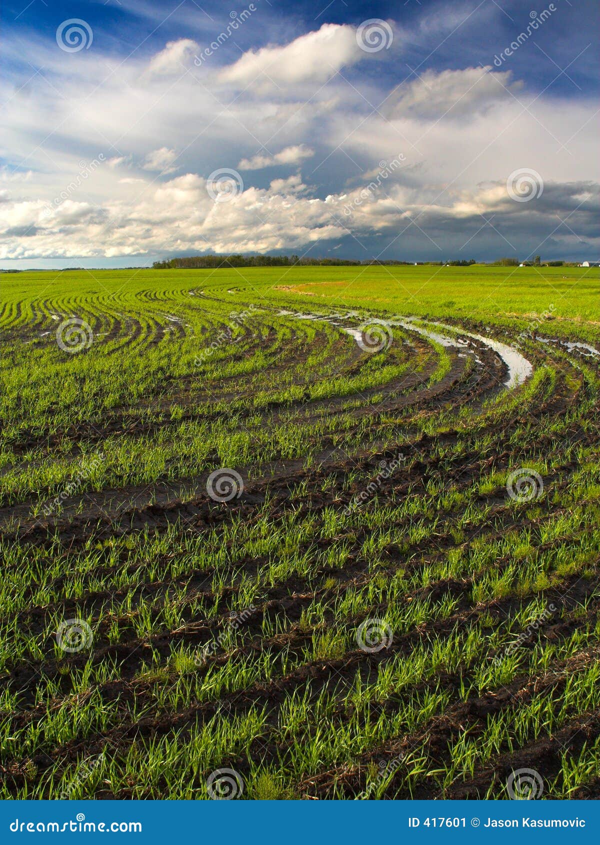 Spring Crops stock image. Image of agriculture, grow, barley - 417601