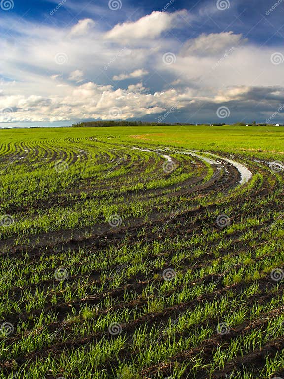 Spring Crops stock image. Image of agriculture, grow, barley - 417601