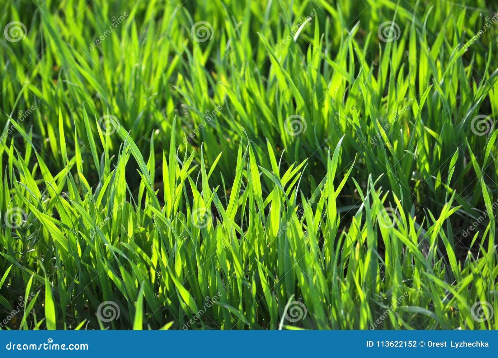 Spring Crops of Winter Wheat Stock Photo - Image of fertilization ...