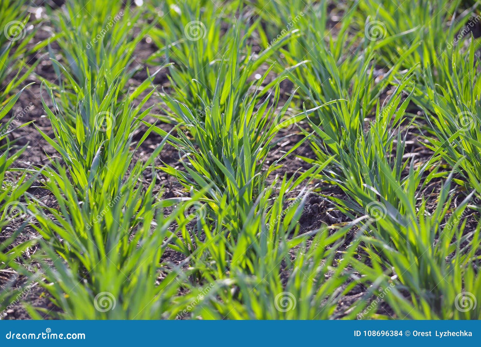 Spring Crops of Winter Wheat Stock Photo - Image of rural, farm: 108696384